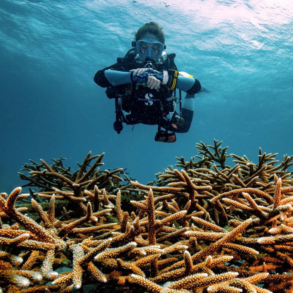 3 things you should know about Green & Blue conservation efforts in the ...